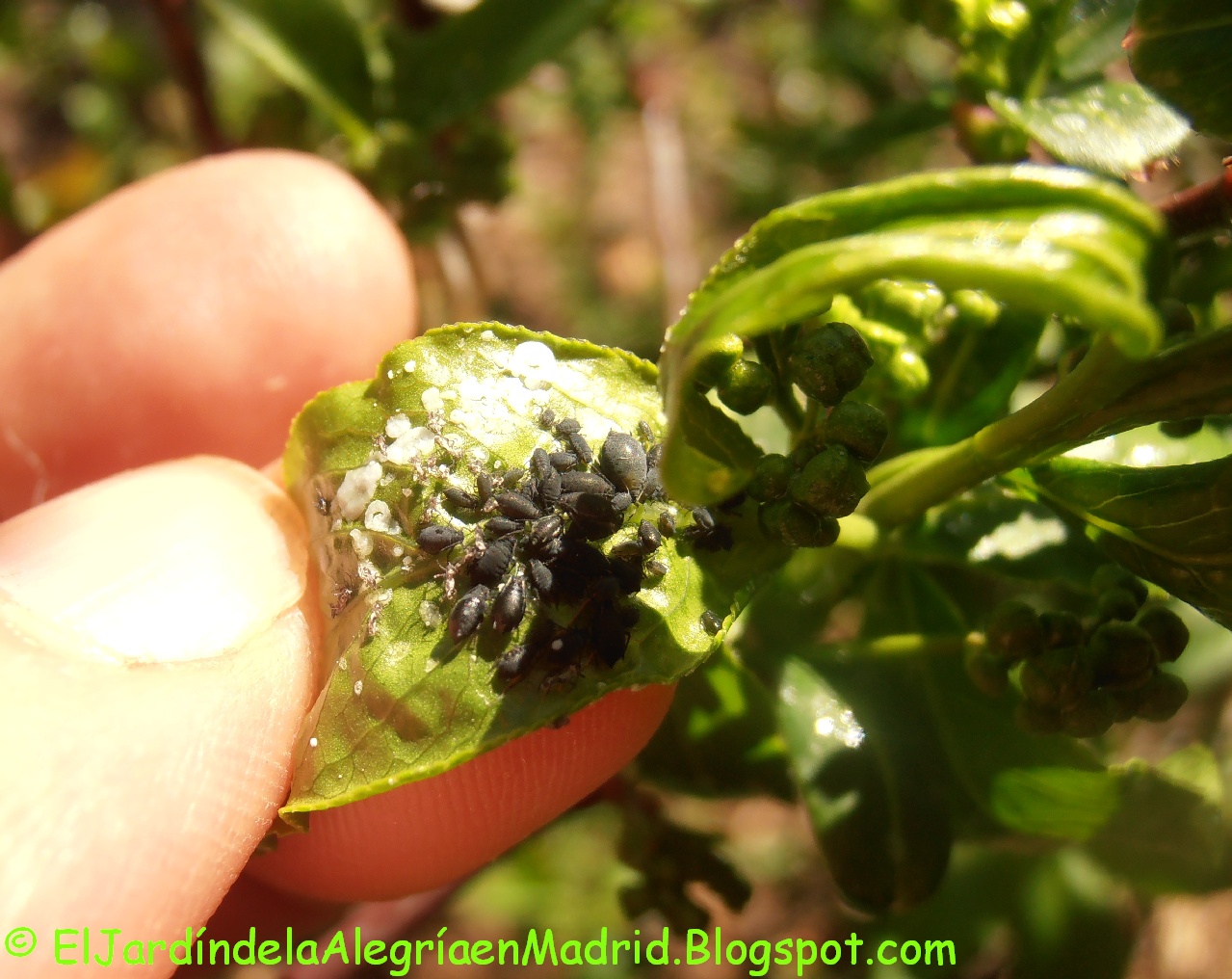 El jardín de la alegría : Pulgón negro (Aphis fabae) en Euonymus europaeus