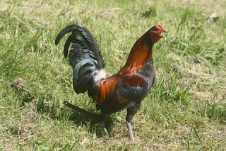 Breed Savers: Standard Old English Game Fowl
