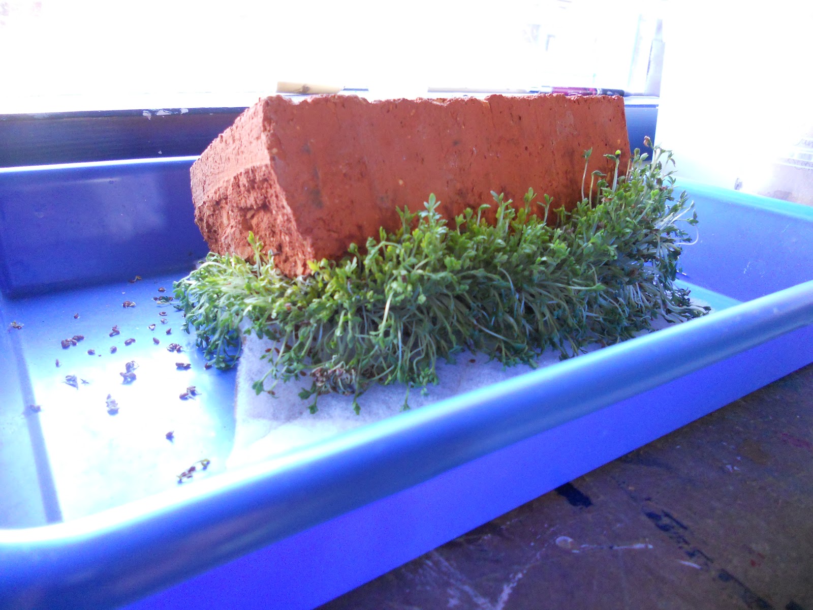 Værksted, Natur og Teknik : Forsøg med Karse