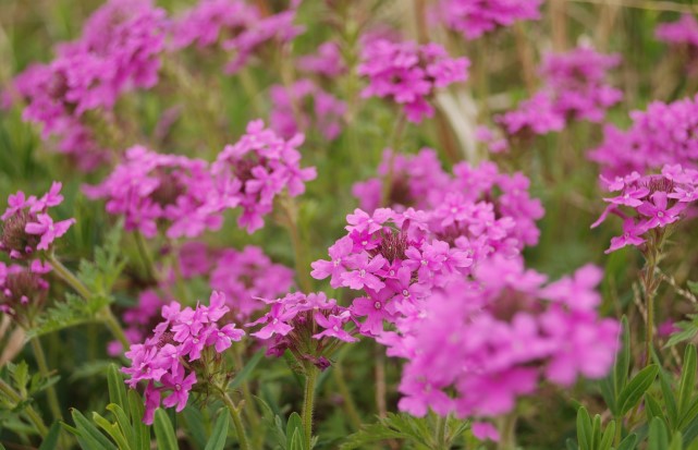 Kansas Wildflower Identification: Mid-Late Spring Flowers