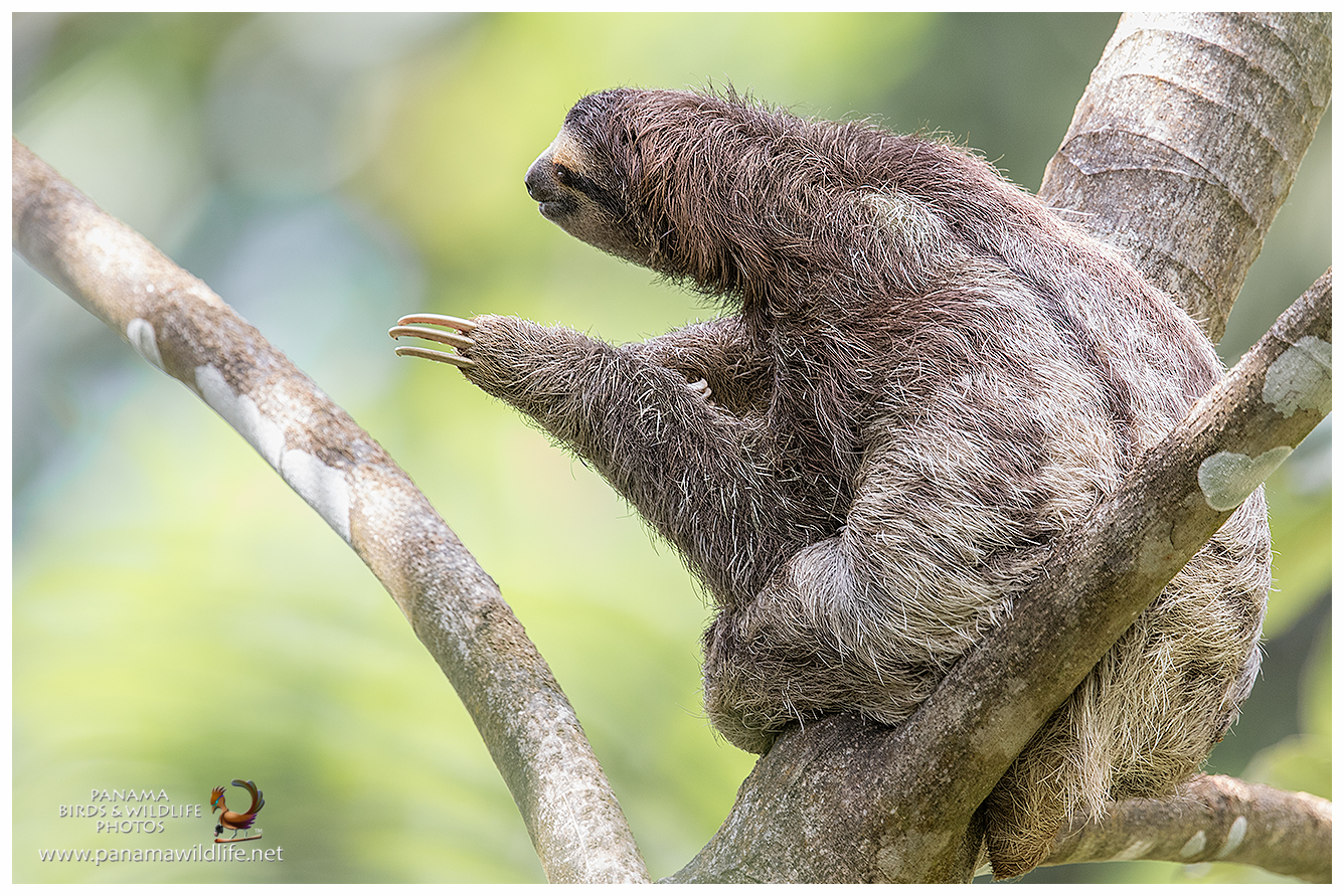 Featured species: Brown-throated Three-toed Sloth (Bradypus variegatus)
