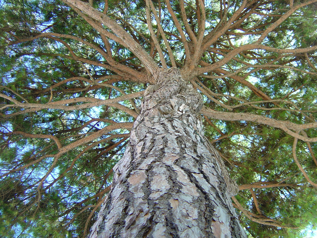 PAOLO MARIANI: Pine tree - Marina di Ravenna