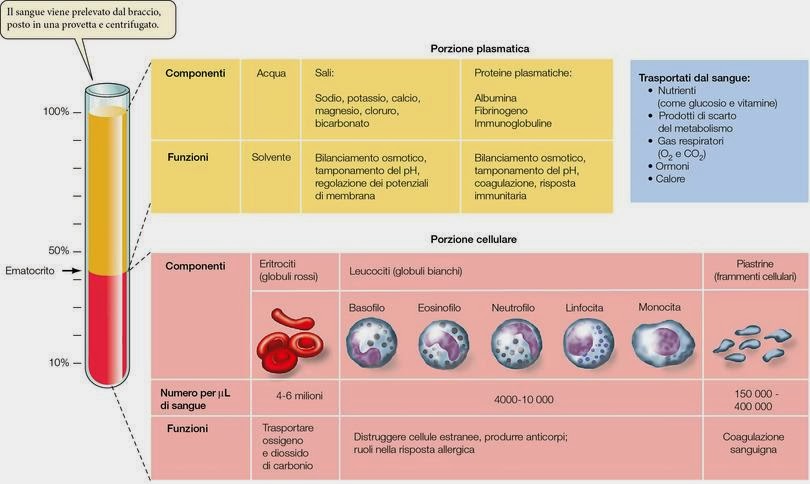 (Chiama): informazione come cura: Sangue: diminuzione delle cellule del ...