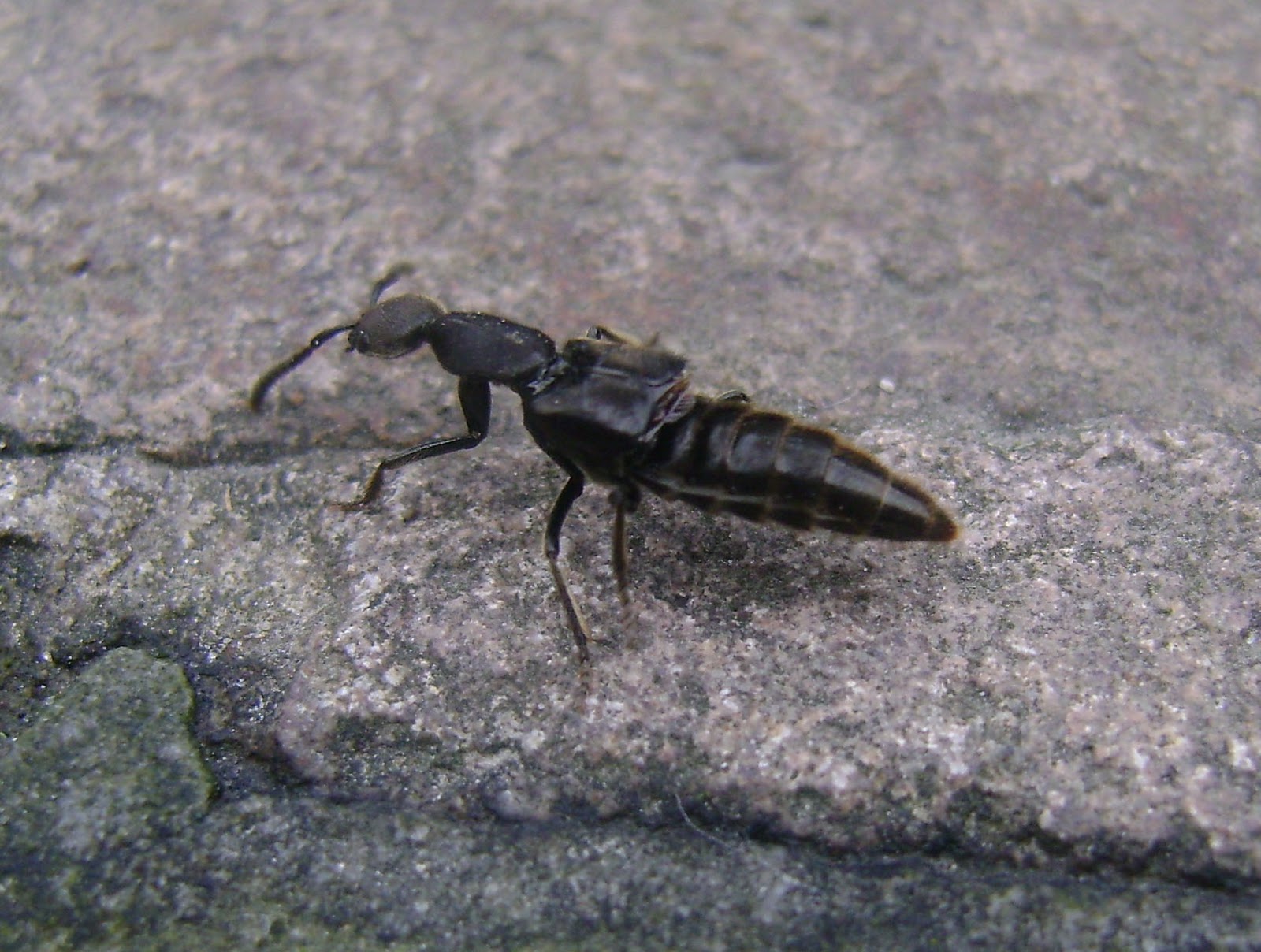 Fotografias de animais: Inseto preto