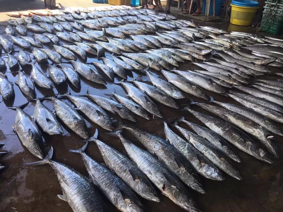 Deep Sea Fish Kuching: Deep Sea Fishing Kuching, Sarawak trip 2015 and 2016