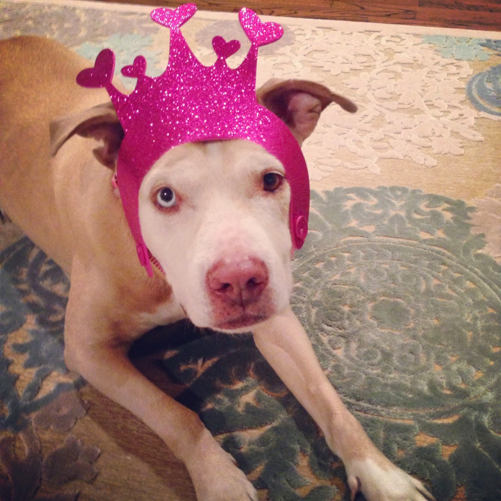 Princess the Pit Bull