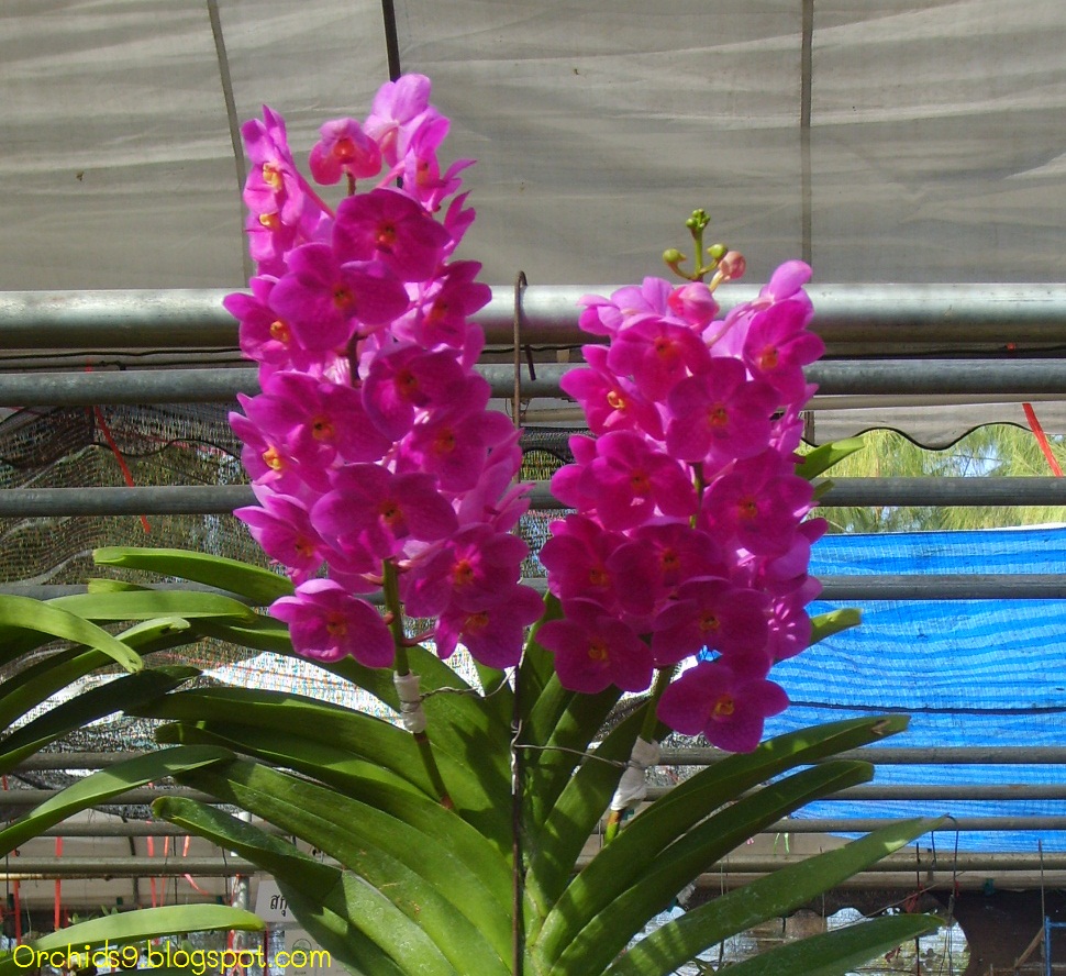 Orchids Flowers Pictures Bulbophyllum Vanda Cattleya Cymbidium ...