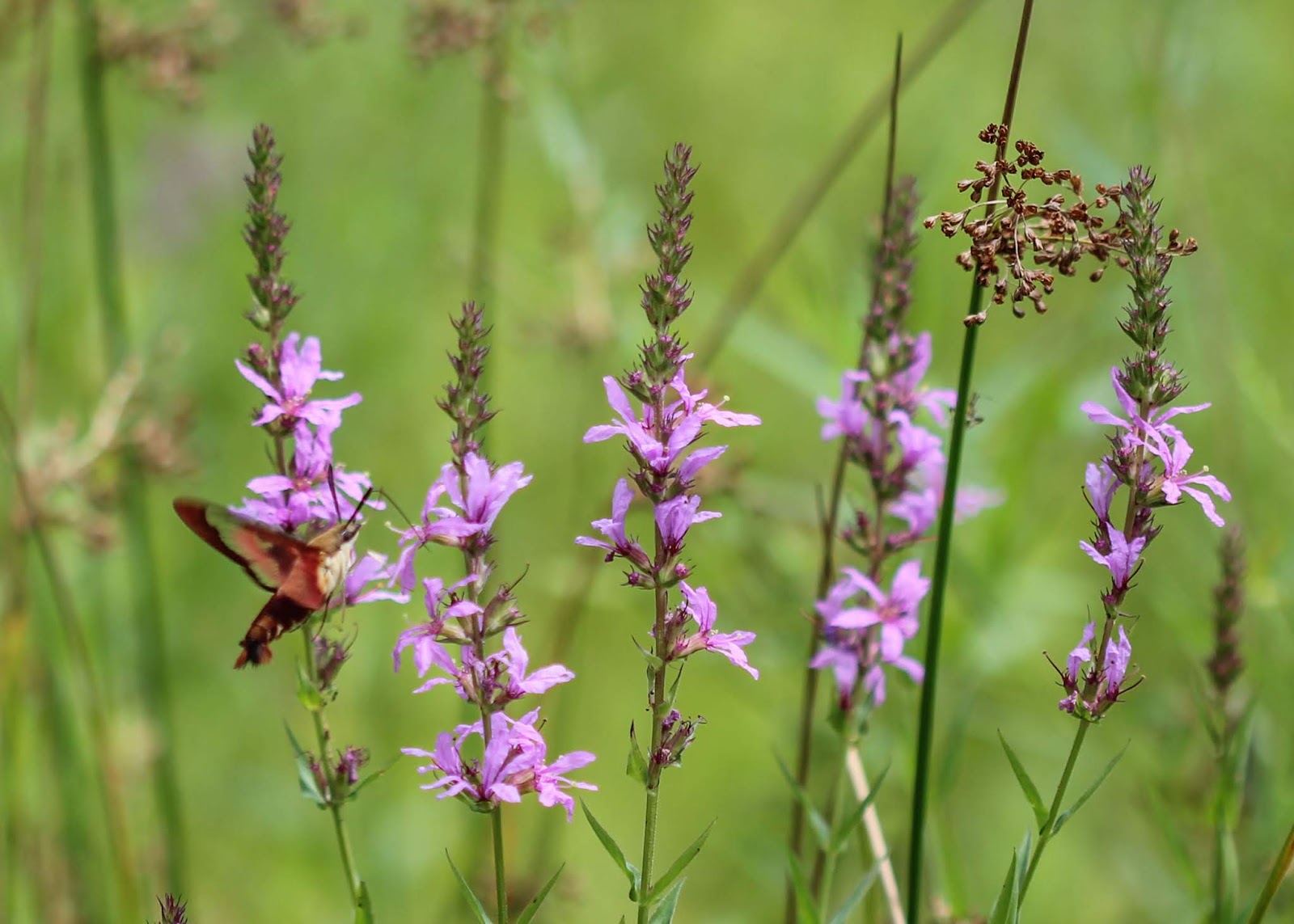 Red House Garden: Biological Control of Purple Loosestrife