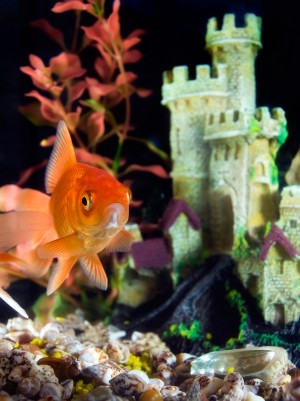 CURMUDGUCATION: The Gasping Goldfish