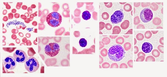 Andrea: TEIXITS CONNECTIUS