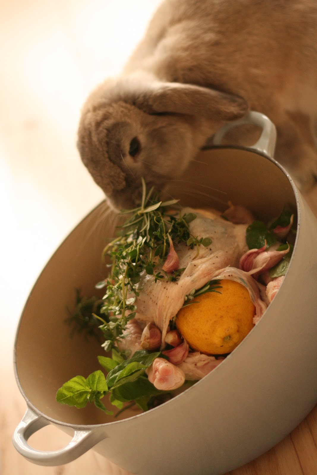 The Bok Flock: Bunny stew!