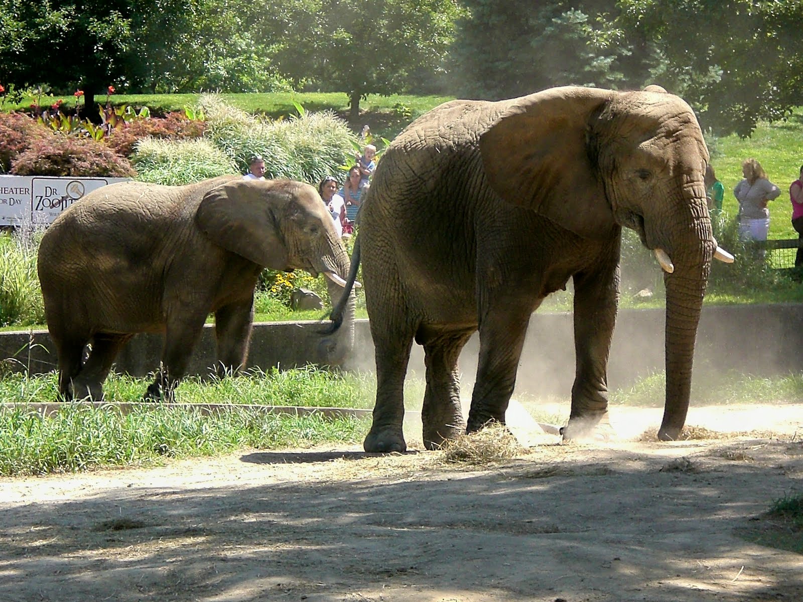 RIGHT WHERE WE BELONG: The Cleveland Zoo Elephant Crossing Exhibit Is ...