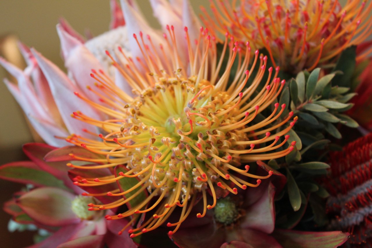 Maui Oceanview Condos: Beautiful Proteas