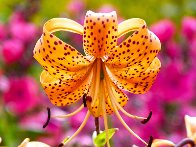 My Nature Photography: Orange Tiger Lily