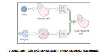 drh. Dewi Murni: Mekanisme Kerja Interferon Dalam Sistem Imun
