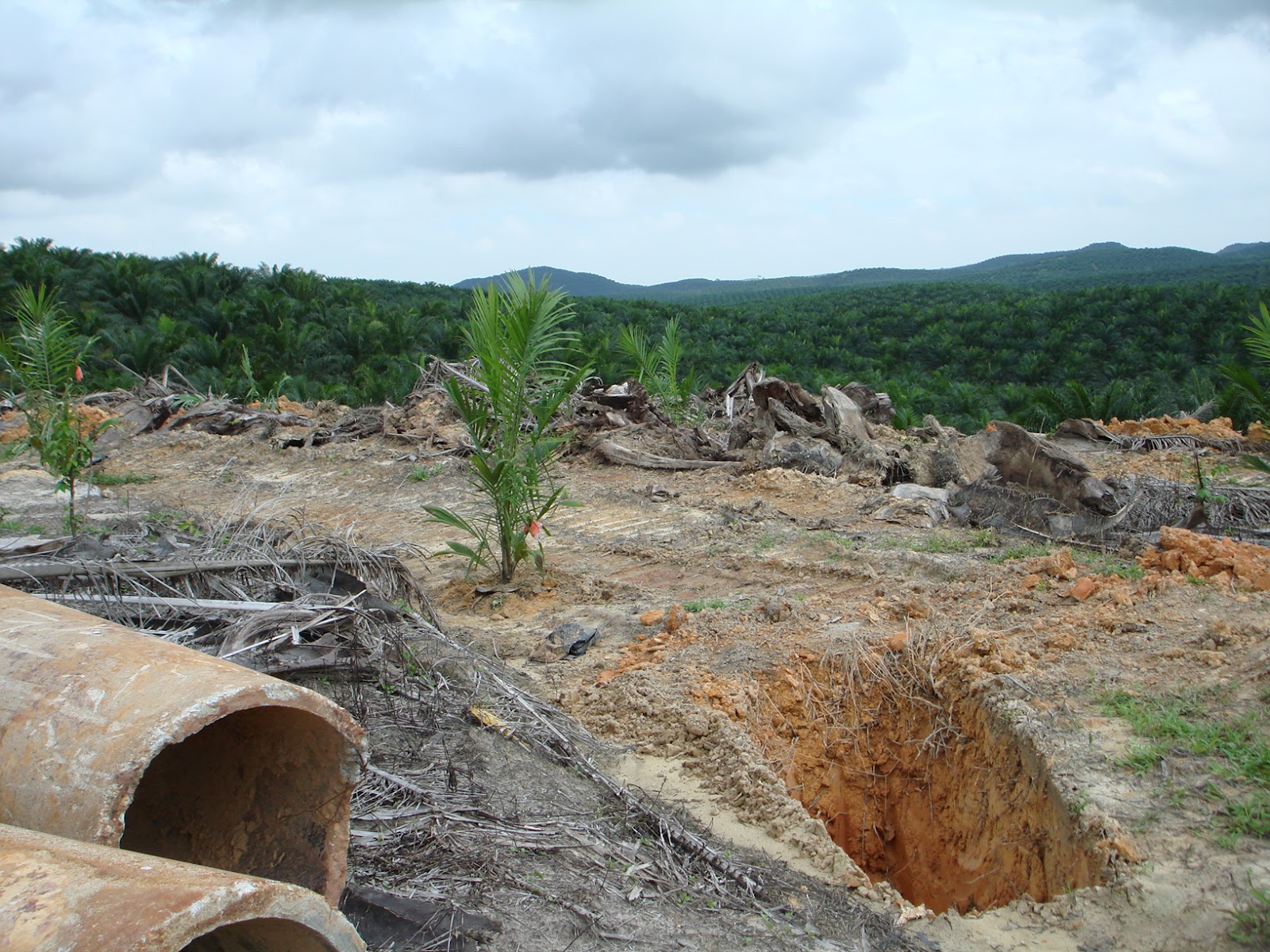 Everything Is Originals Just From Me: LAND PREPARATION FOR OIL PALM ...