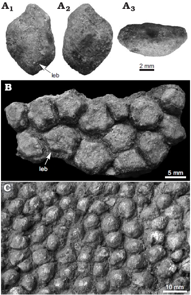 Equatorial Minnesota: Titanosaur osteoderms: introduction and history ...