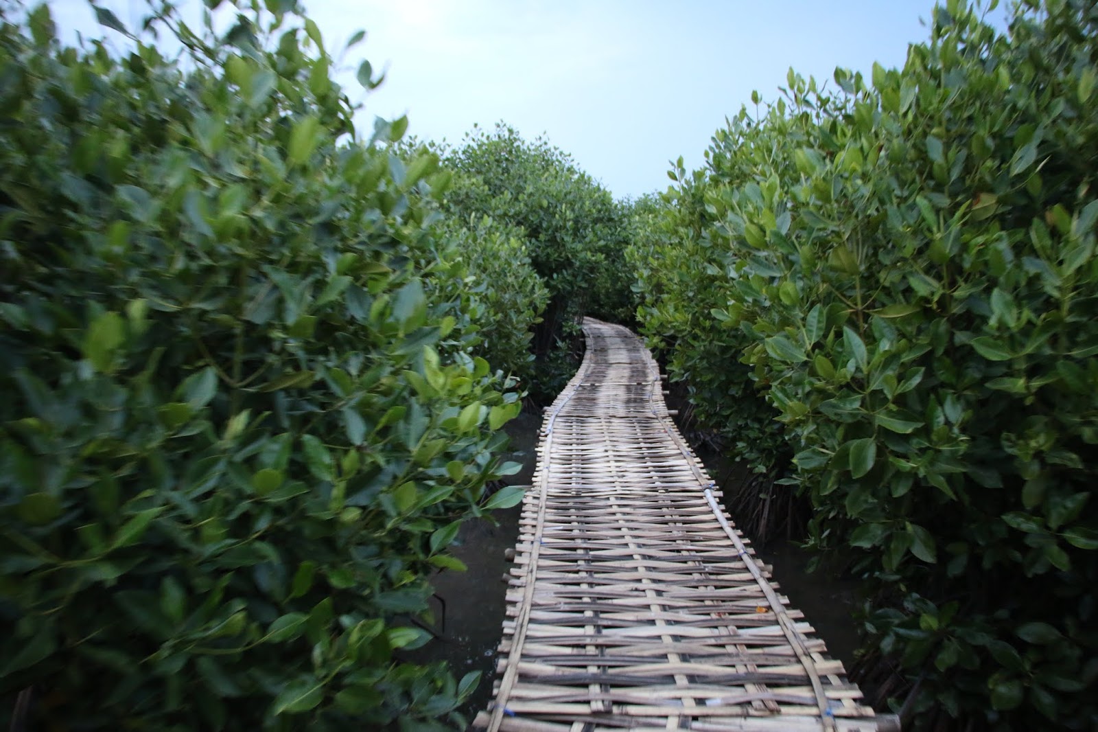 Hutan Mangrove Pantai Tiris Indramayu