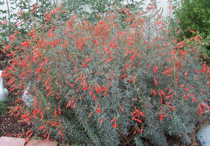The 2 Minute Gardener: Photo - California Fuchsia (Epilobium canum)
