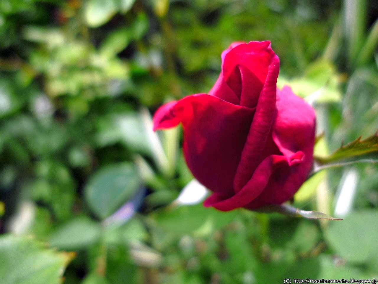 Rosarian's Mechanical Kitchen: いま咲いているバラ ミランディー (Mirandy)