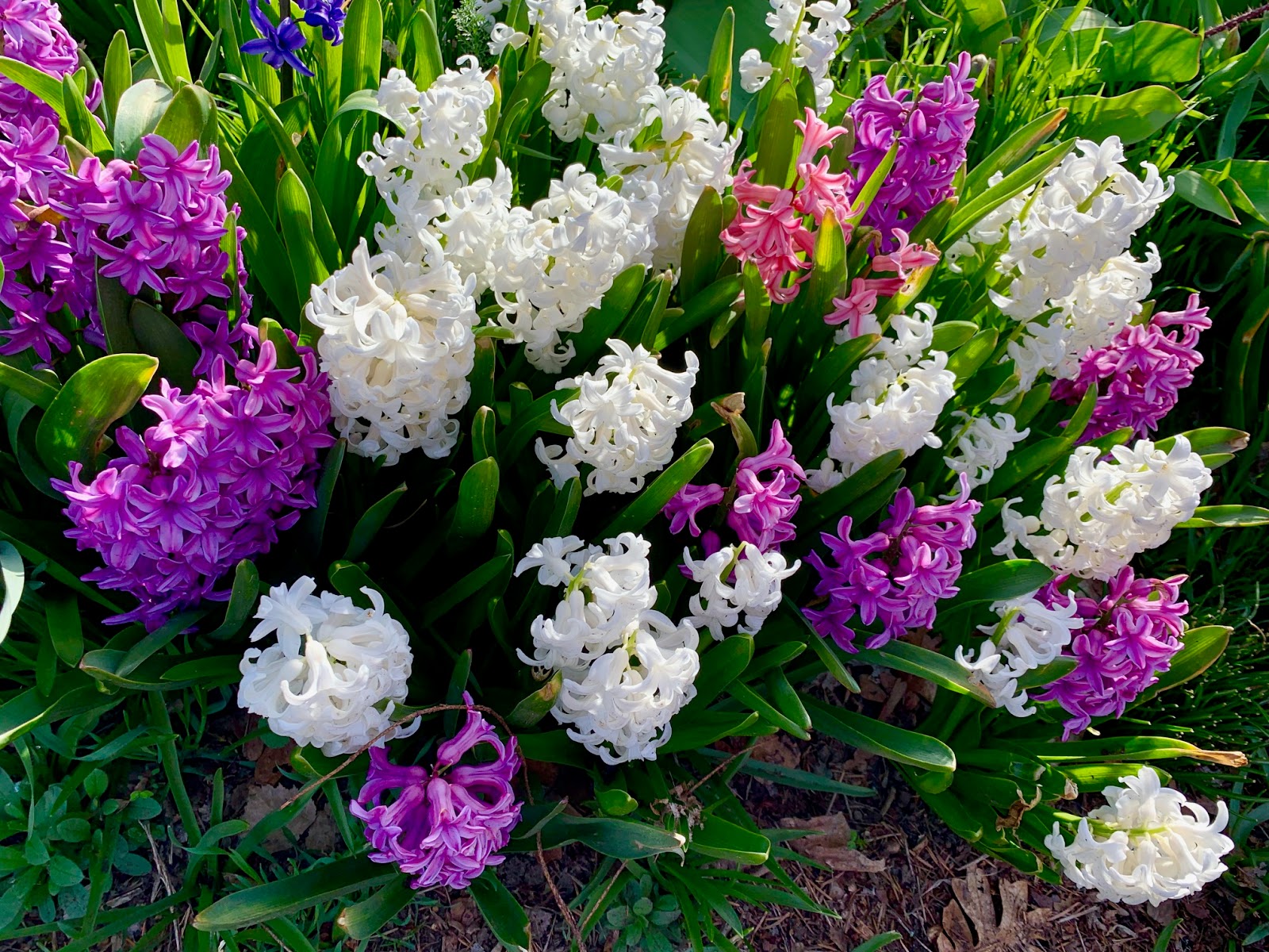 Shoreline Area News: Photo: Hyacinths