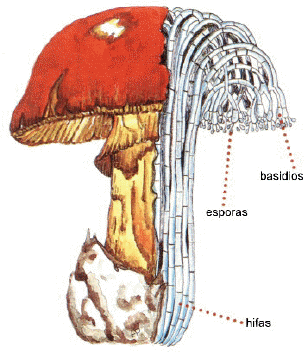 como mas que un bocado: circulacion en los hongos