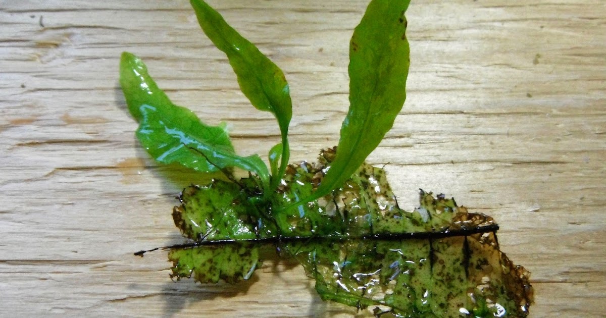 stormidae: water plants