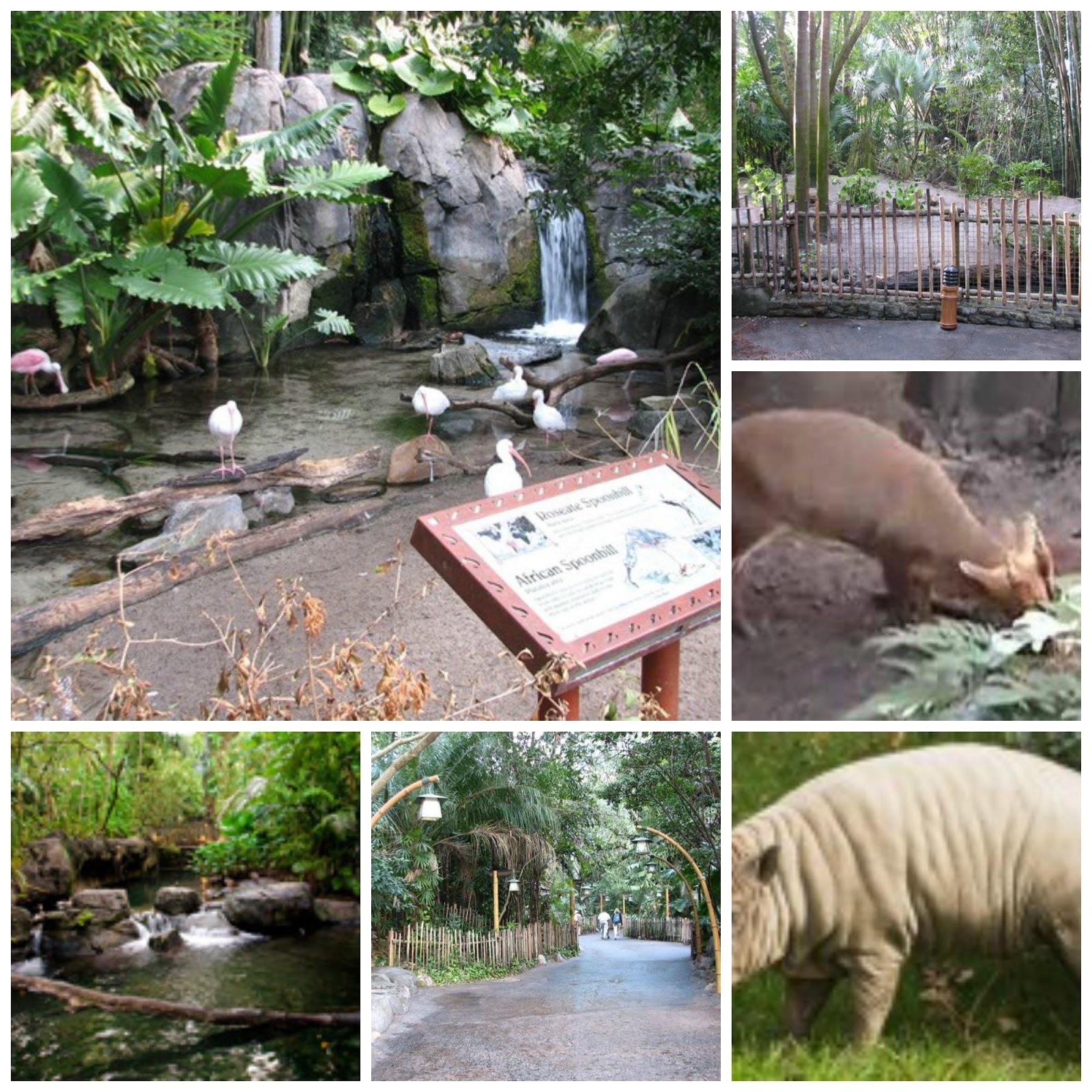 Daily Pixie Dust: Animal Kingdom's Oasis/Discovery Island - Exploring ...
