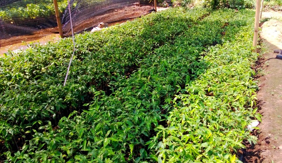 Teknik Budidaya Pembibitan Pohon Gaharu | Budidaya Bibit