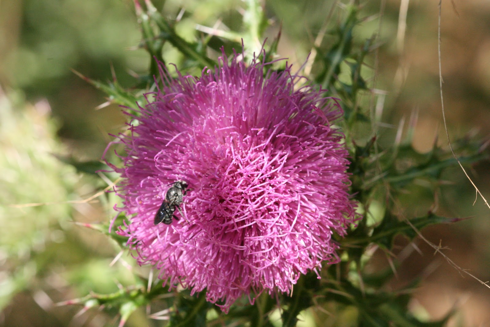 Native Florida Wildflowers: Purple Thistle - Cirsium horridulum