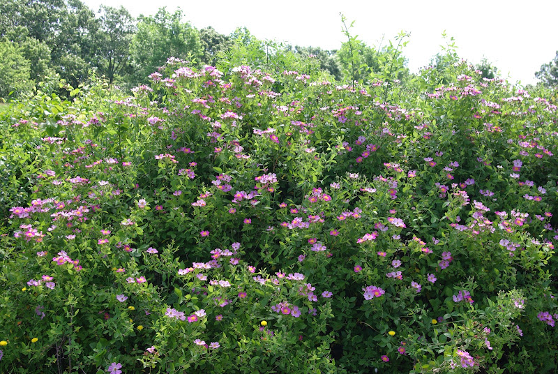 sweetbay: Prairie rose