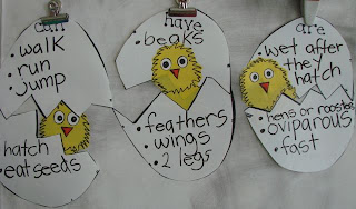 First Grade Lyons' Den: The Chick Eggs are Here