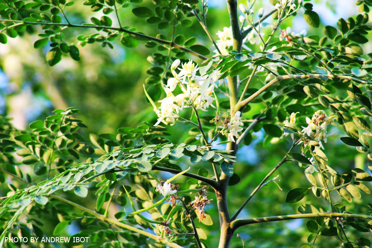 Ako si ANDREW IBOT!: Malunggay (Moringa oleifera Lam.)