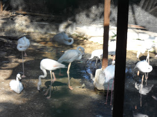 Kamla nehru zoo kankaria zoo ahmedabad - Green Ahmedabad: