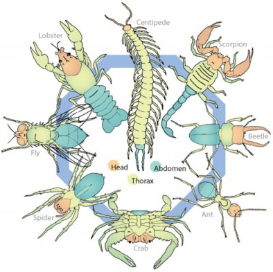 ARTHROPODA ~ MATERI DAN SOAL IPA UNTUK SMA
