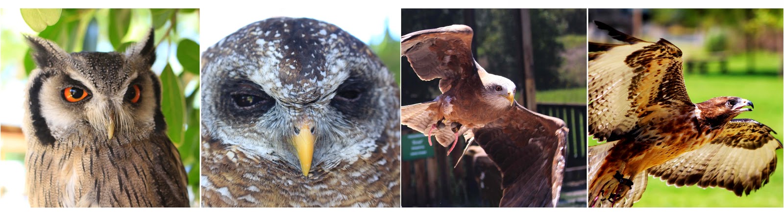 Social Media Manager, Andre Beukes, Cape Town.: Spier Eagle Encounter ...