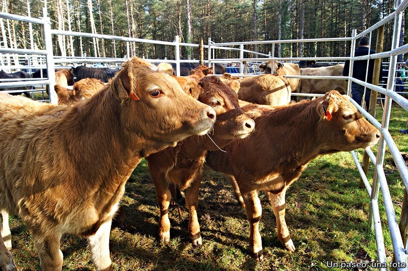 Un paseo,una foto: XXVII Feira do poldro e gando de monte. Muras (Lugo)