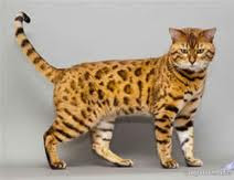 Exotic and Wild Beauty Of Bengal Cat | Super Meow Meow