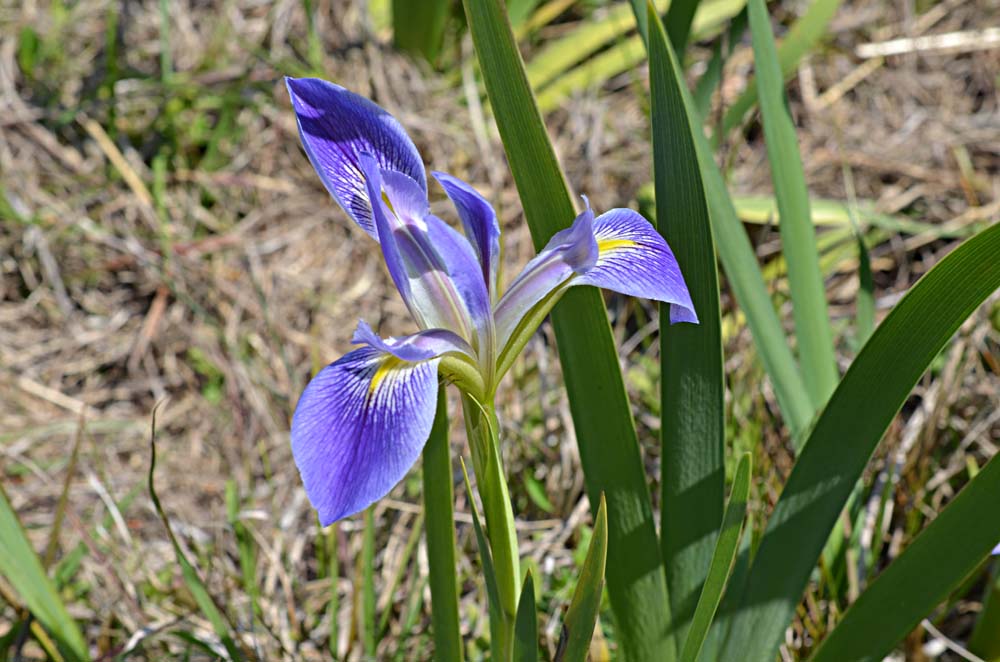 Space Coast Wildflowers: March 2013
