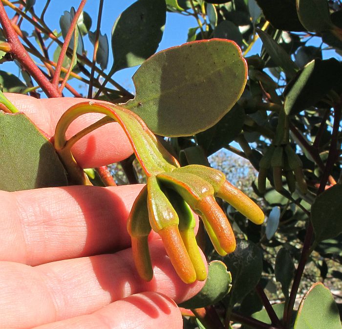 Esperance Wildflowers: Eucalyptus platypus subsp. congregata - Moort