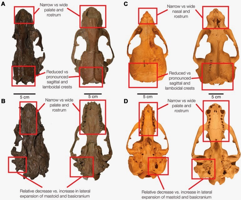The Coastal Paleontologist: Sexual dimorphism in pinnipeds - comments ...