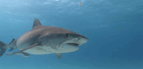AKI GIFS: Shark animated gifs