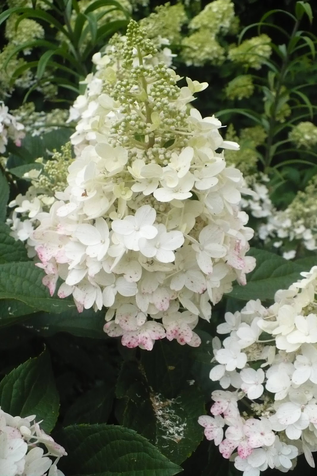 Hydrangea, Hortensja: Hydrangea paniculata (Hortensja bukietowa)'Ruby ...
