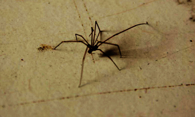 Shandry Photograph Phone{085711199809}