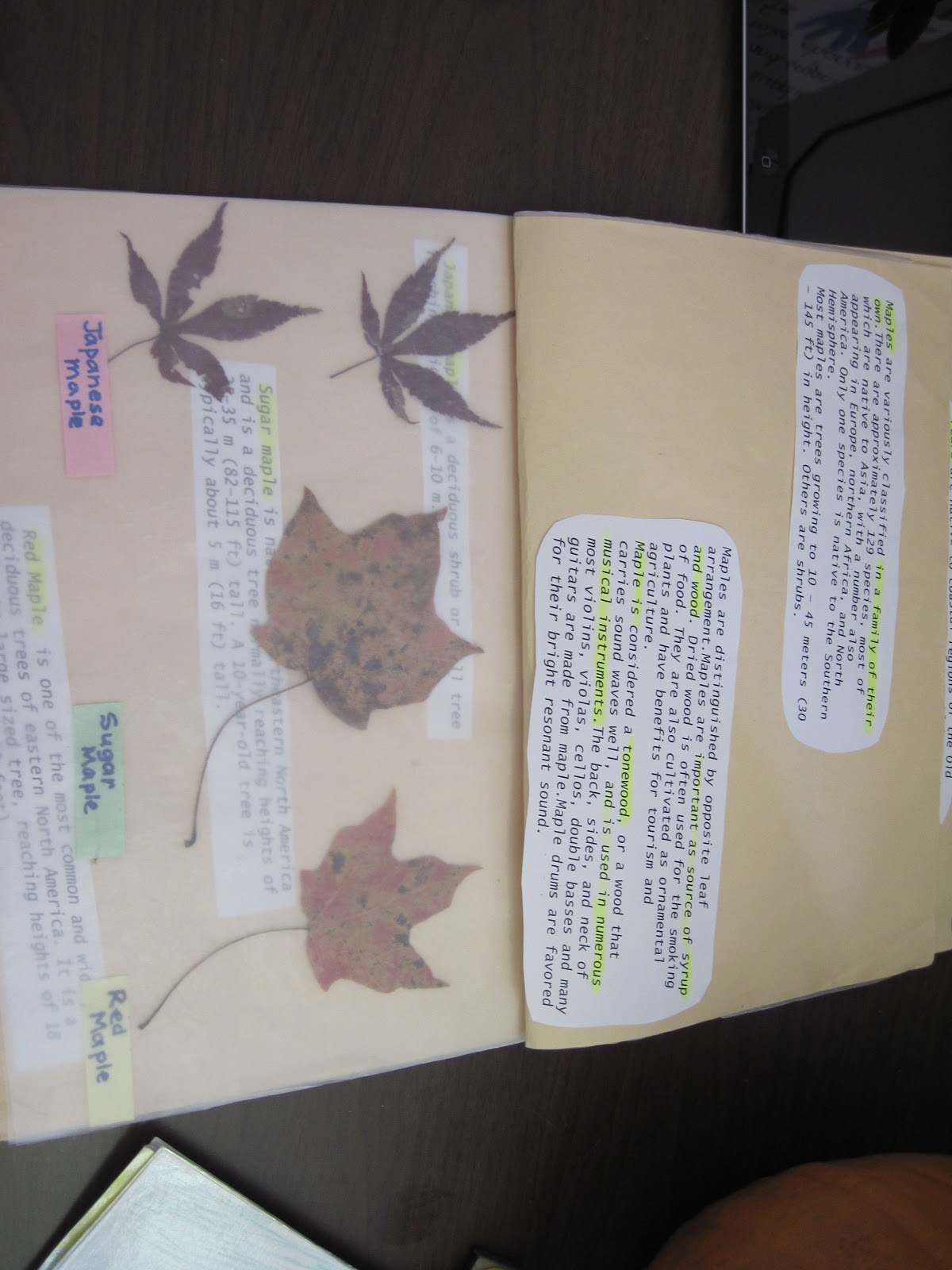 Welcome to Room 210's Blog!: Leaf Project