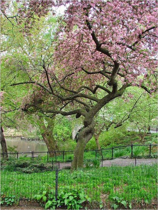 New York Photography: Central Park Trees by Margaret Bobb