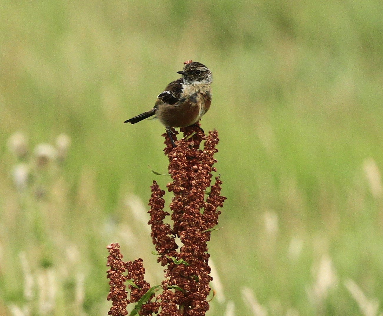 The Breckland Birder: Kelling Heath and Kelling Quags, Norfolk (with ...