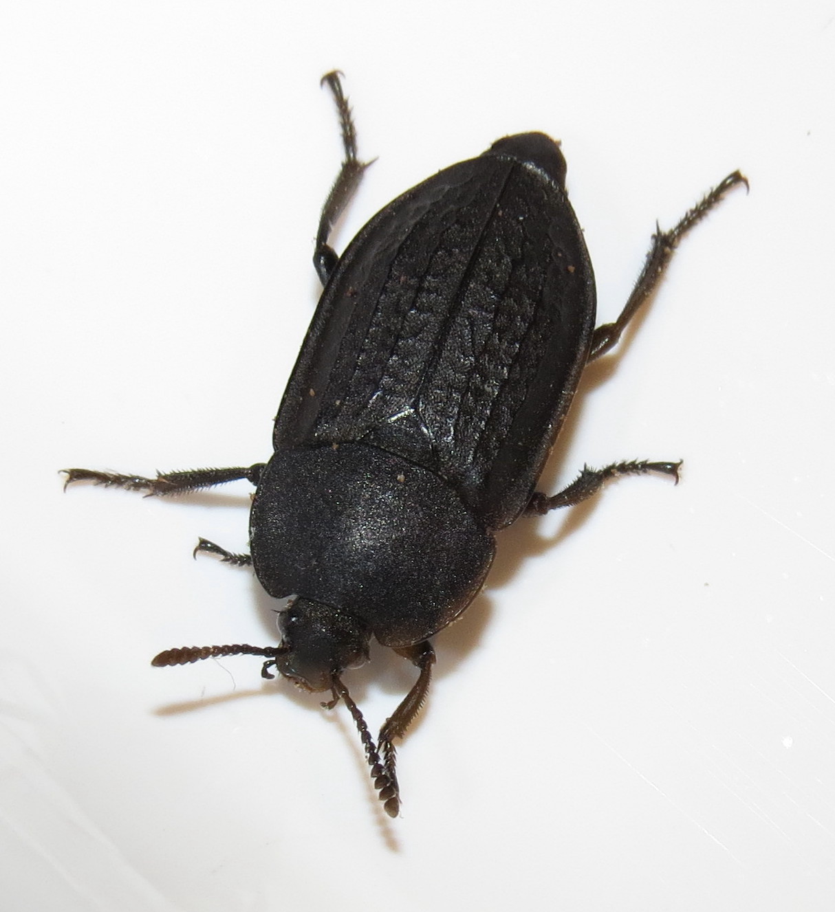 Bug Eric: A Carrion Beetle That Isn't?