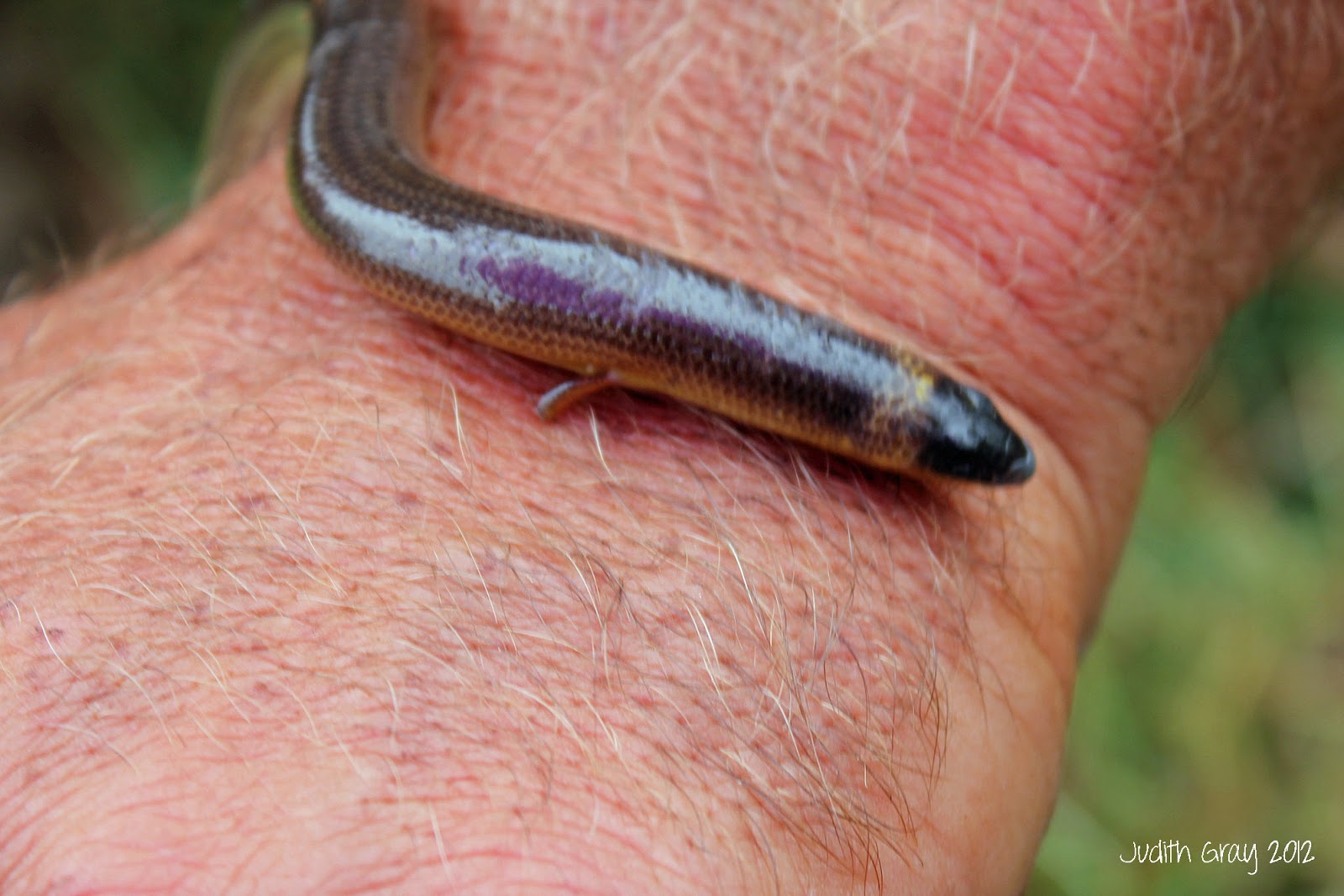 Three-clawed Worm-Skink 10/11/12