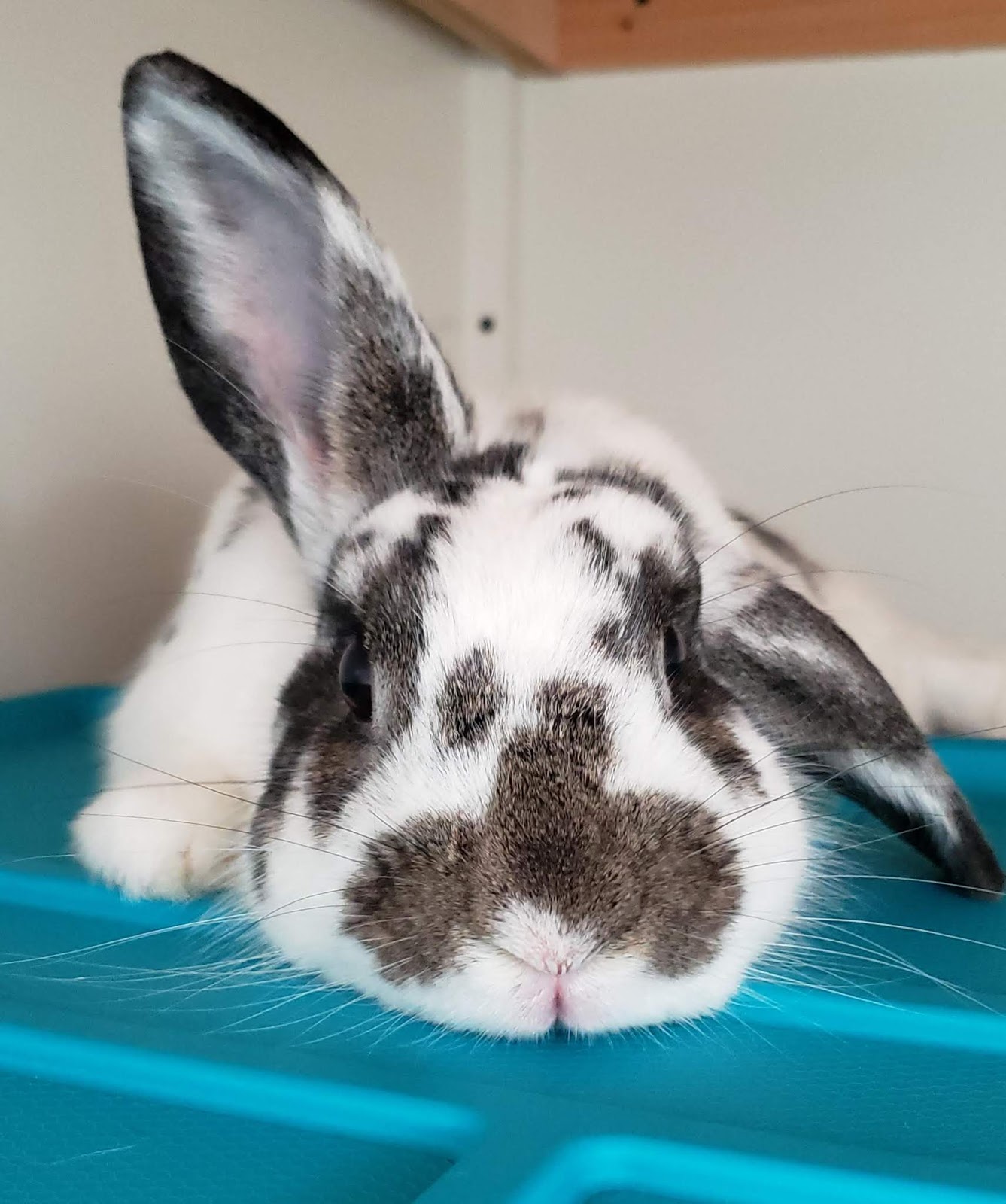 Tales from The Raspberry Rabbits: 2019